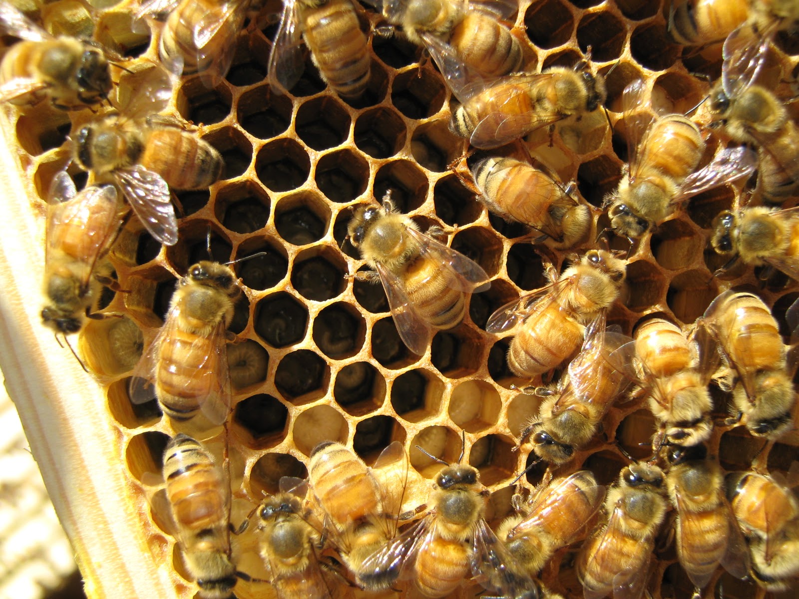 Simply Resourceful: Queenless