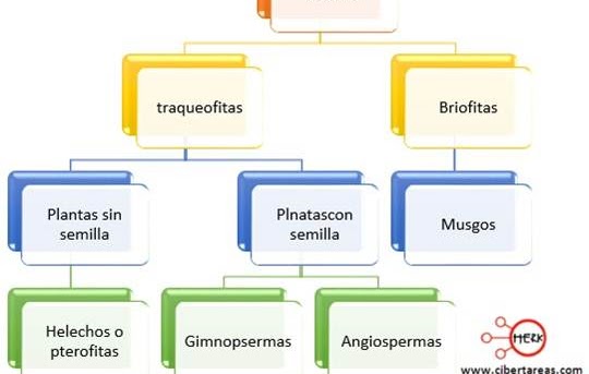 CLASIFICACION TAXONOMICA DE WHITTAKER Y WOESE
