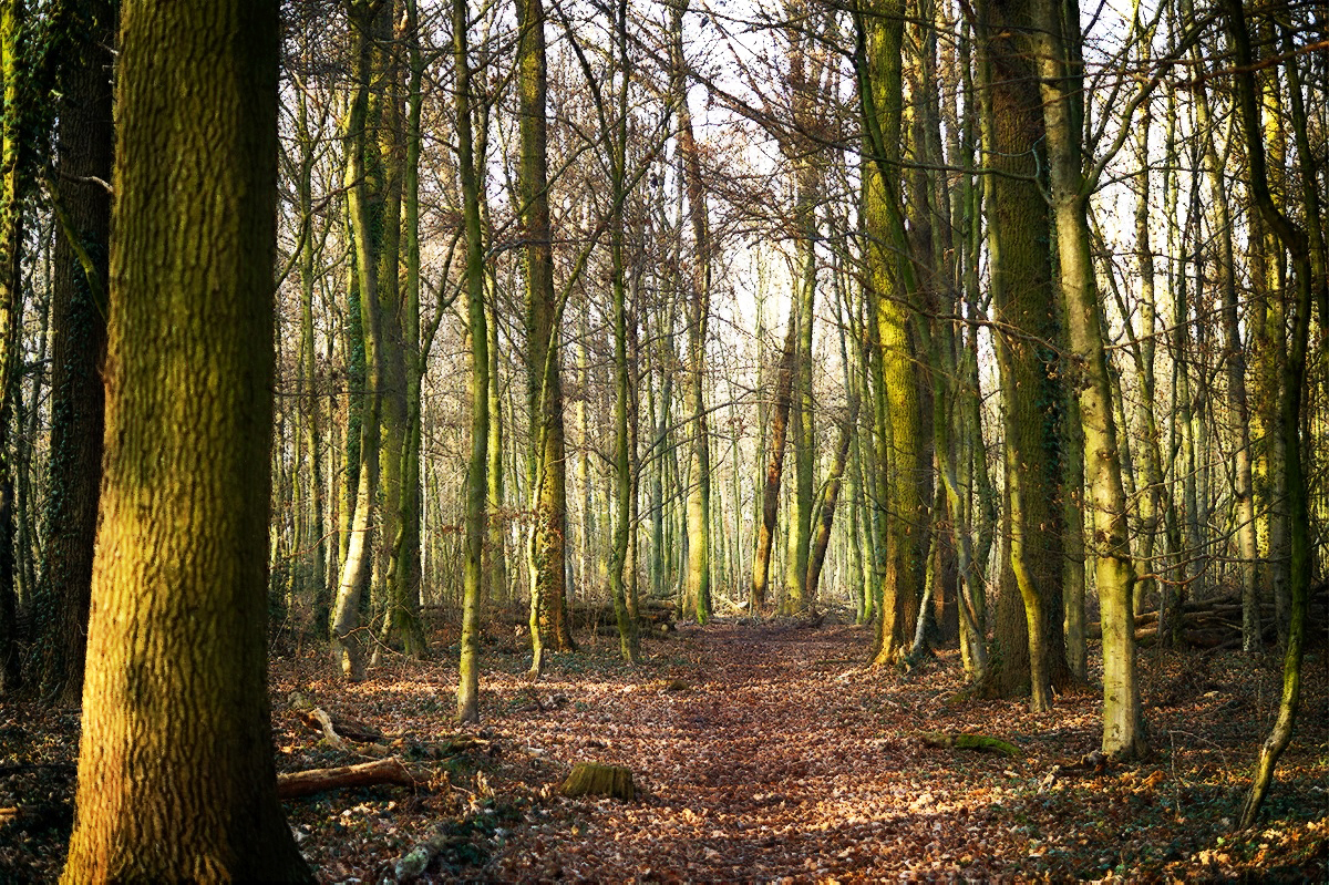 Wo Stille wohnt und Glanz...: «Daß der Wald...