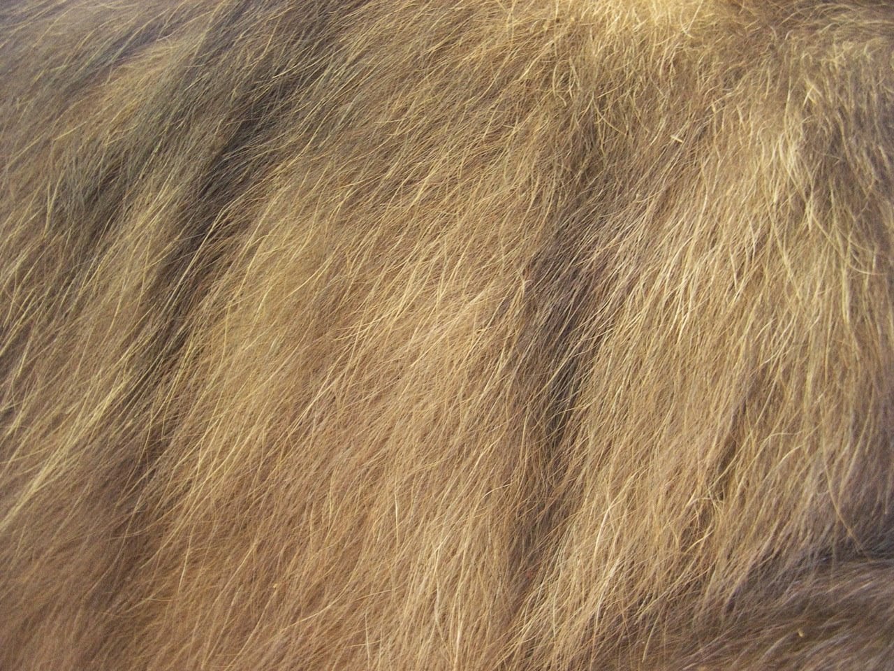 Kriptozoológia - Az állatvilág rejtélyes oldala: Shunka Warak'in ...