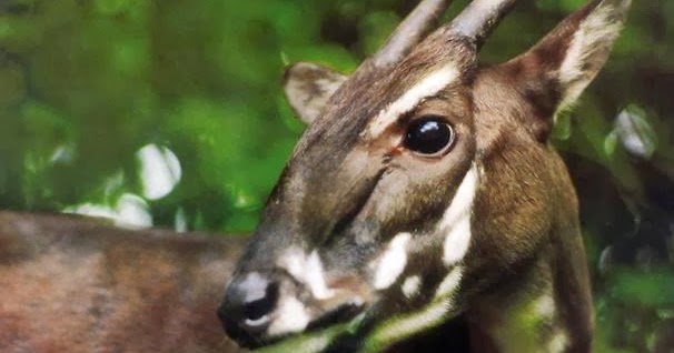 White Wolf : One of Earth's rarest mammals, the Saola "Asian Unicorn ...