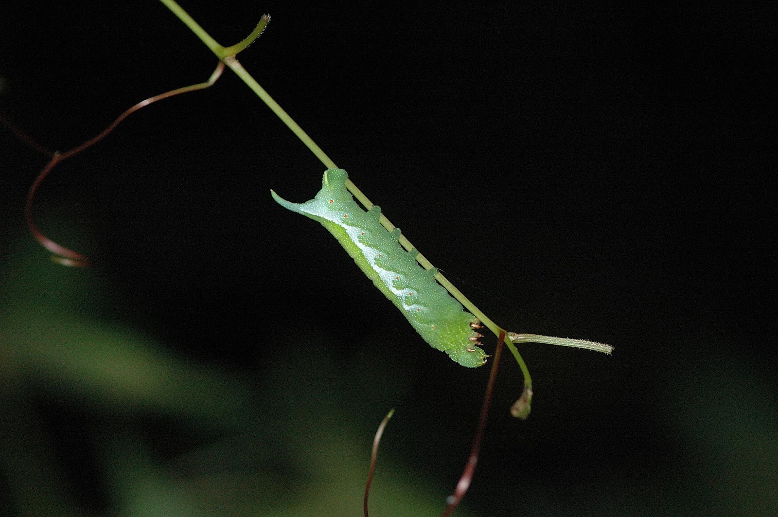 Field Biology in Southeastern Ohio: Sphinx Moths of Ohio, Part 2