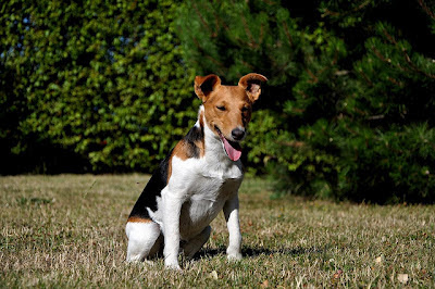 Musings of a Biologist and Dog Lover: April 2012