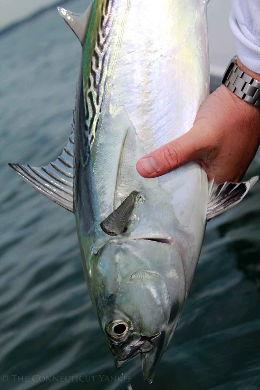 The Connecticut Yankee: Little Tunny