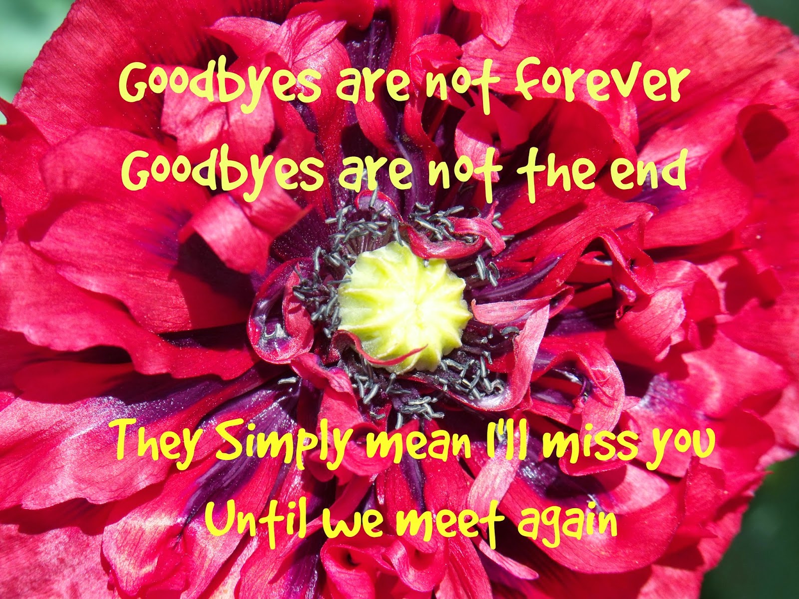 Migrant Emotions - Become a more settled migrant - Read The Book: Ten ...