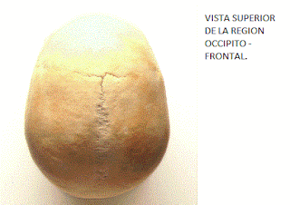 Tutorial Anatomía Cabeza y Cuello: Region Occipitofrontal