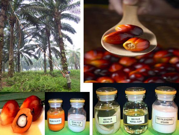 palm oil machine: 五月 2017