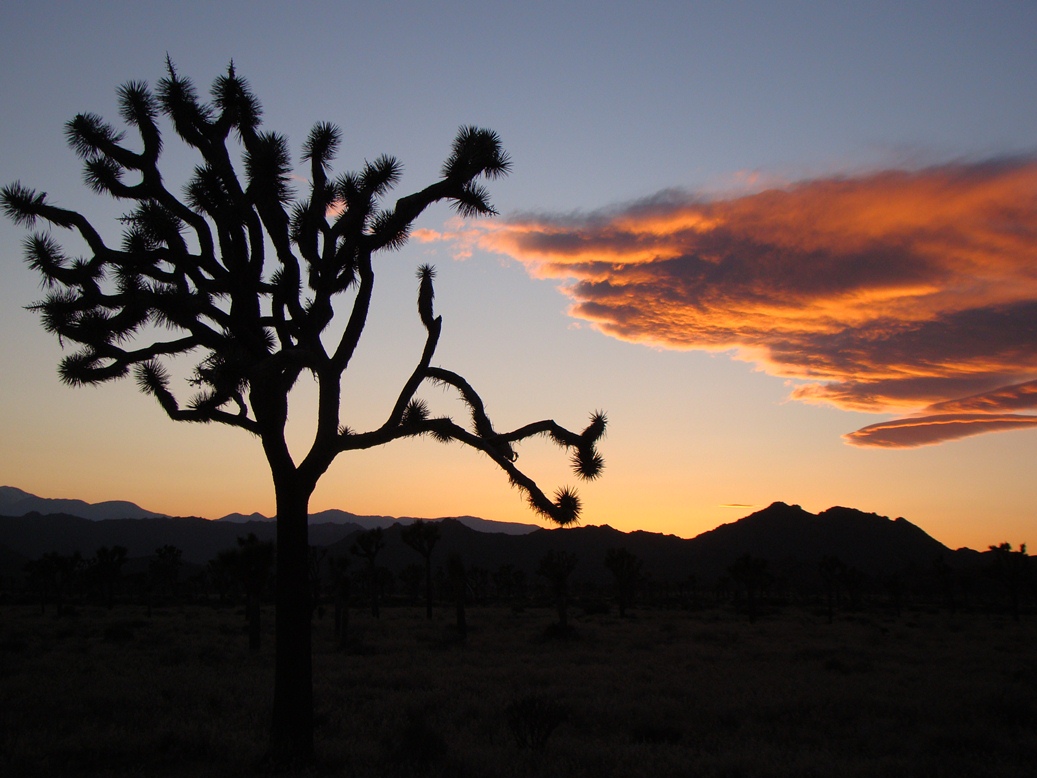 Geotripper: Don't Take Joshua Tree for Granite: The Fall Meeting of the ...