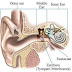 Penyakit Tuli Glue Ear atau Otitis Media with Effusion (OME) Tidak ...