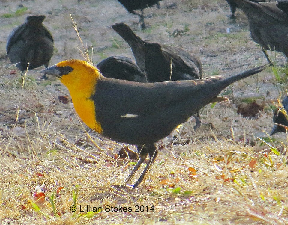 STOKES BIRDING BLOG: The Wild West come to the NH Coast, Rare Birds!