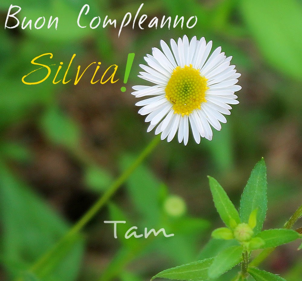 Visioni gustative: Auguri Silvia!