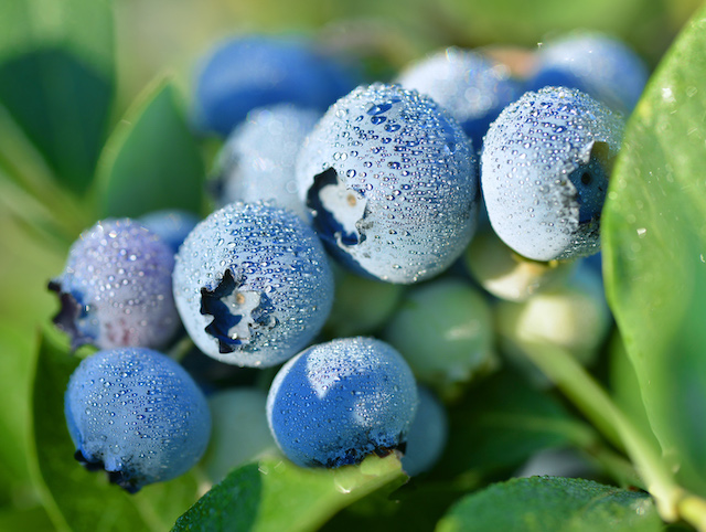 Isaactan.net: Washington Blueberries: All You Need To Know