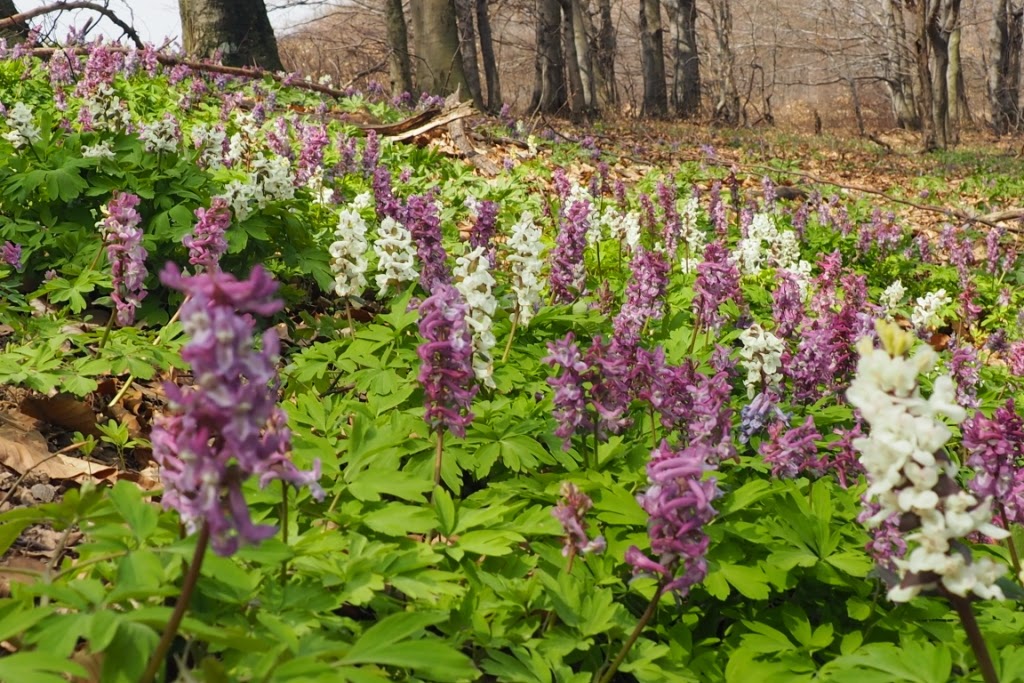 Moara lui Gelu: Fotografia zilei - Brebenei pe "Frasinu"