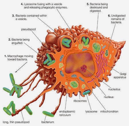Sam and Lars: Dr. Cherqui and the Amazing Lysosome-Swapping Macrophage!