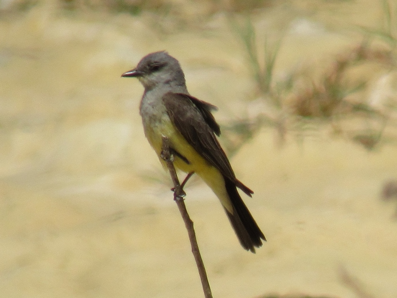 Flycatchers & the Ubiquitous (but cute) Black Phoebe