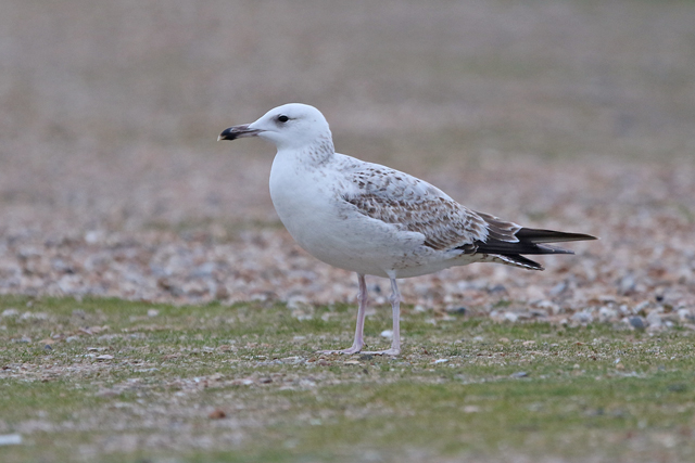 Rotherhithe & Beyond: Iceland and Caspian Gulls at Dungeness