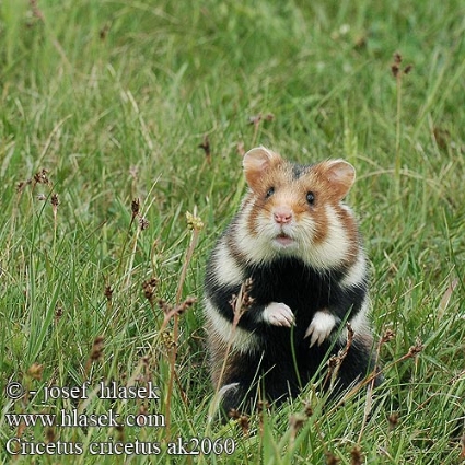 The Hamster Wildlife | The Wildlife