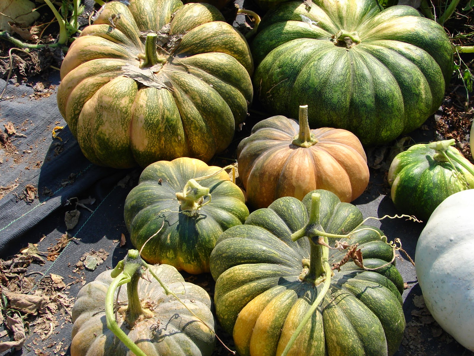 New Utah Gardener: Top 6 Easiest Vegetables To Grow In Utah