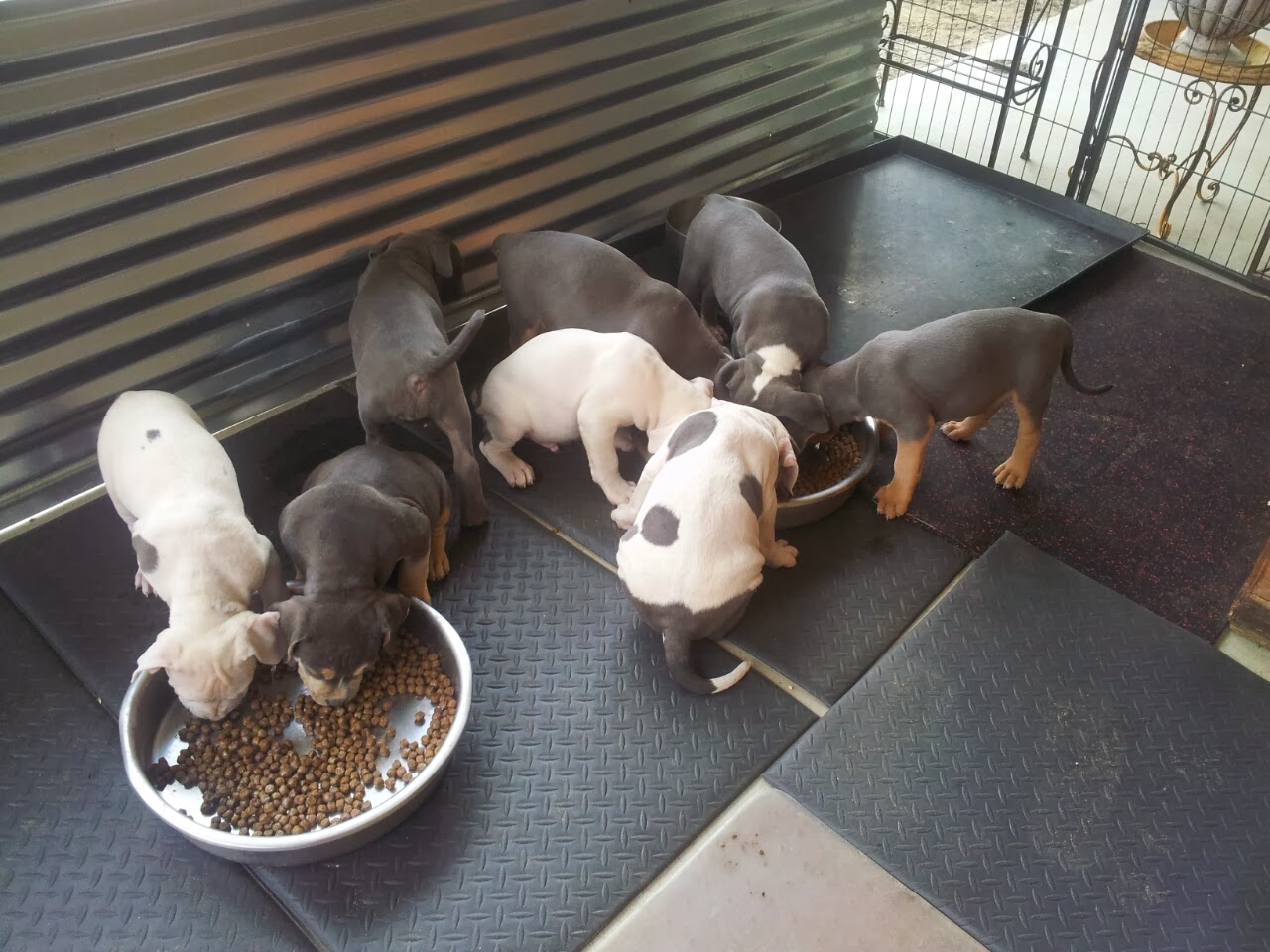 Bandog Pups : Desert Elite Bandogs