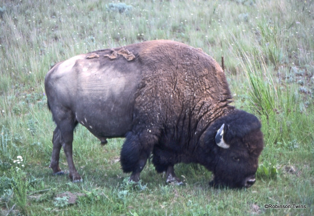 Robinson Twins Photo Gallery: Bison grazing at the National Bison Range ...