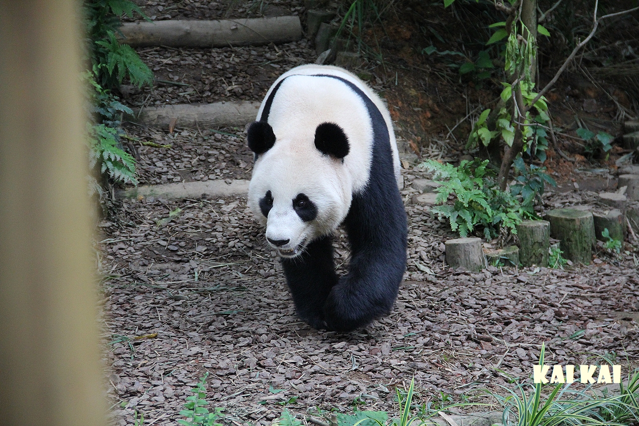 River Safari Singapore Panda