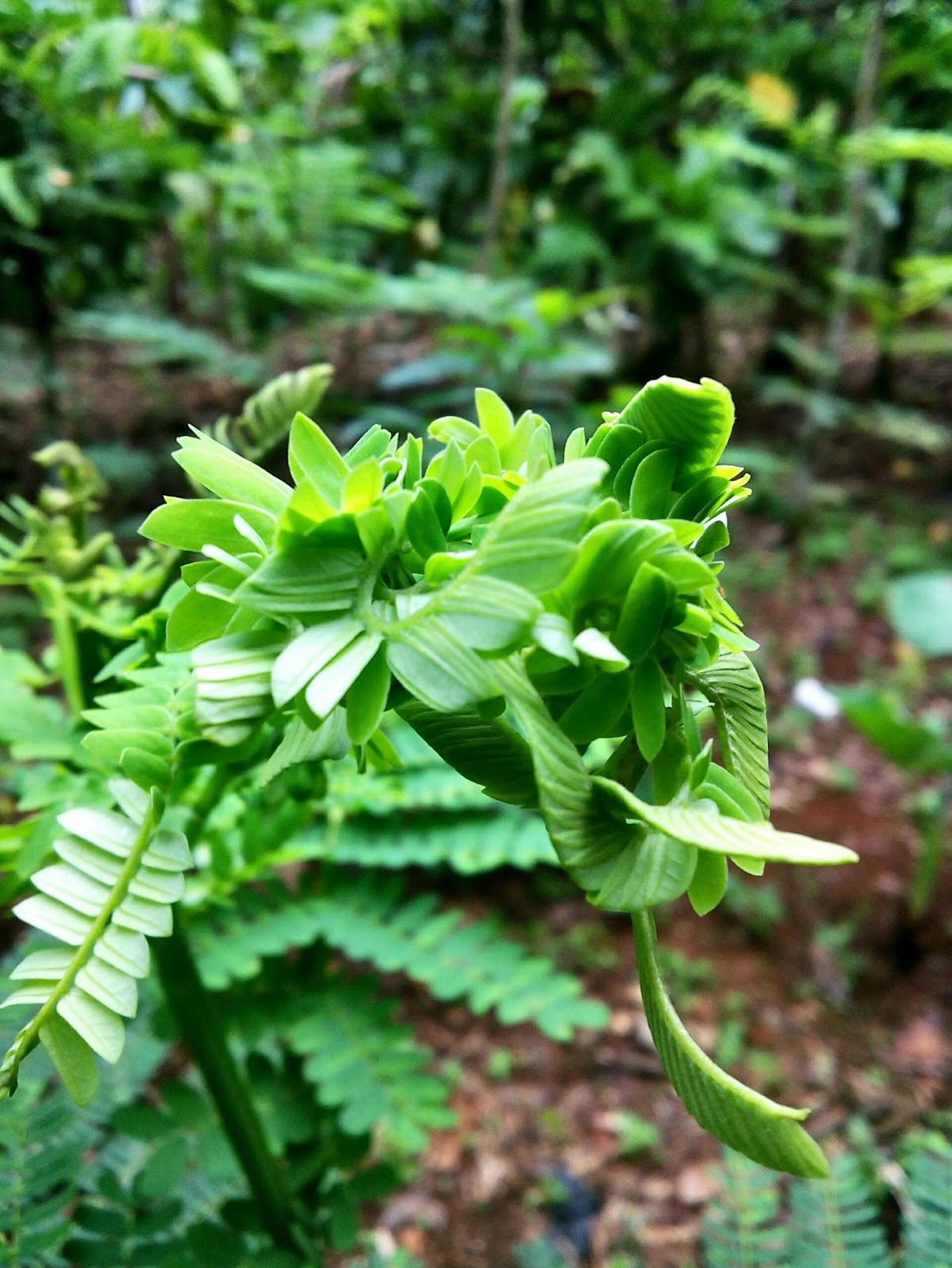 Mucuna Bracteata: 2016