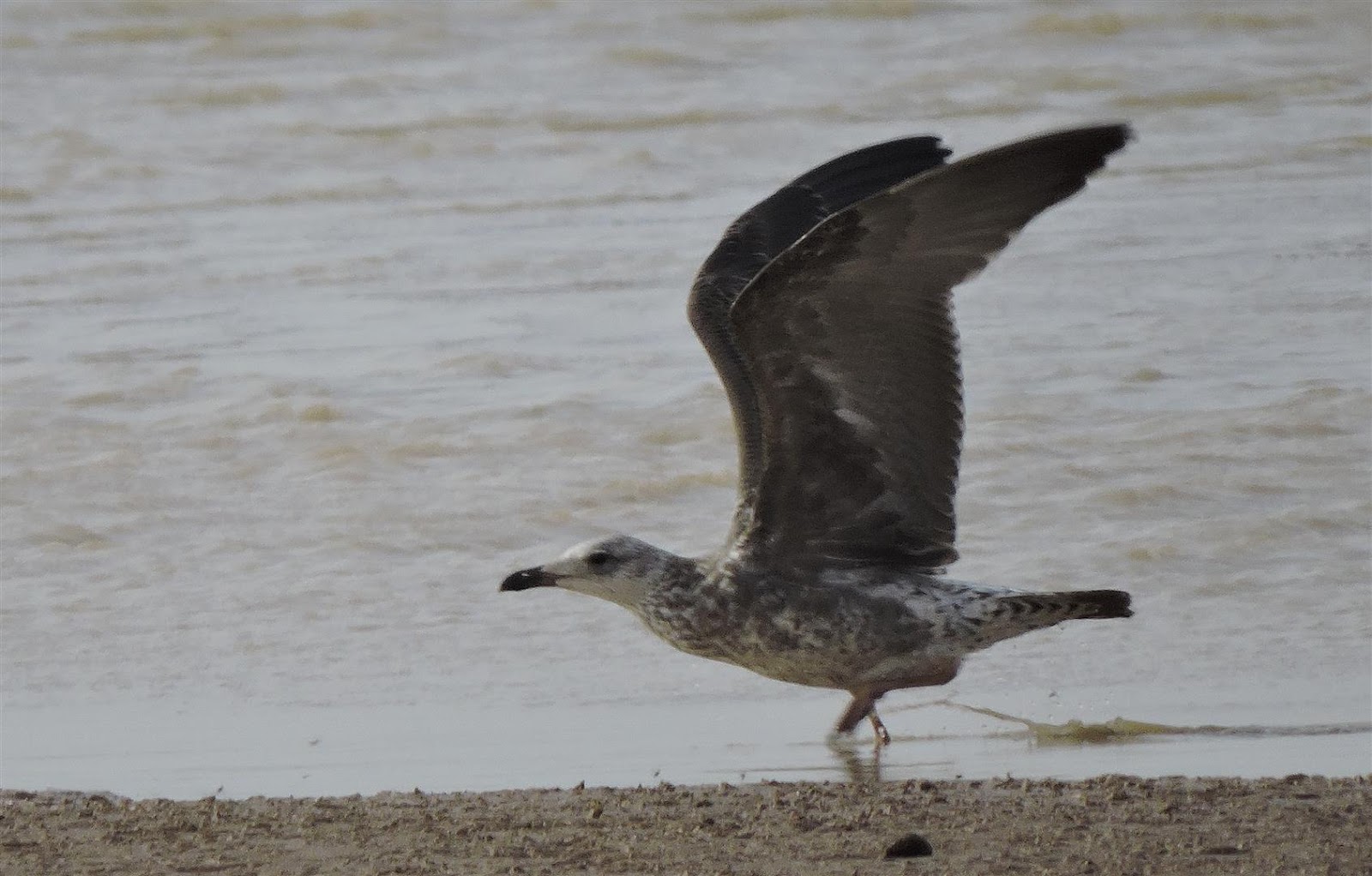 Birding for a Lark: Lake Ganky