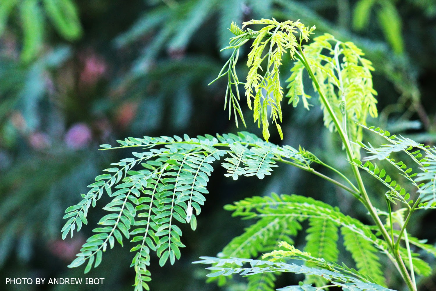 Ako si ANDREW IBOT!: Ipil-ipil (Leucaena glauca L.)