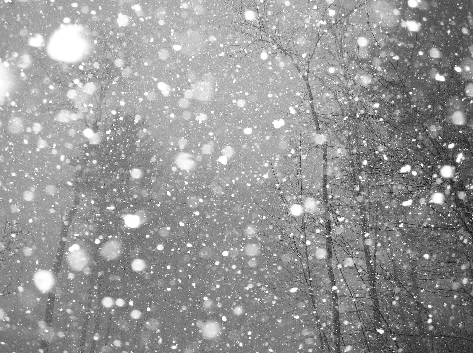 Saratoga woods and waterways: Birds and Blood and Snow