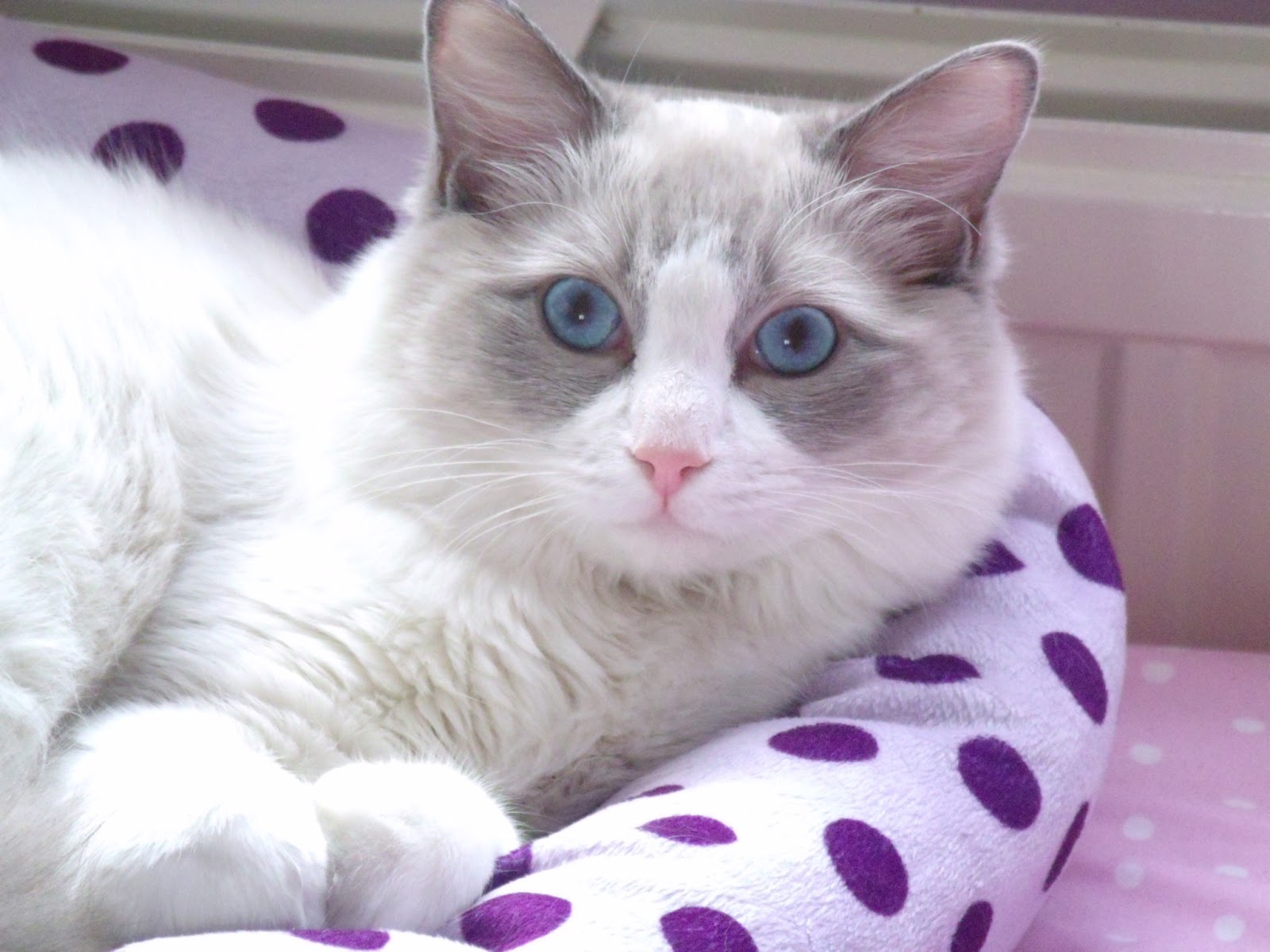 My Baby Merl ♥ - Victoria's Vintage Blog