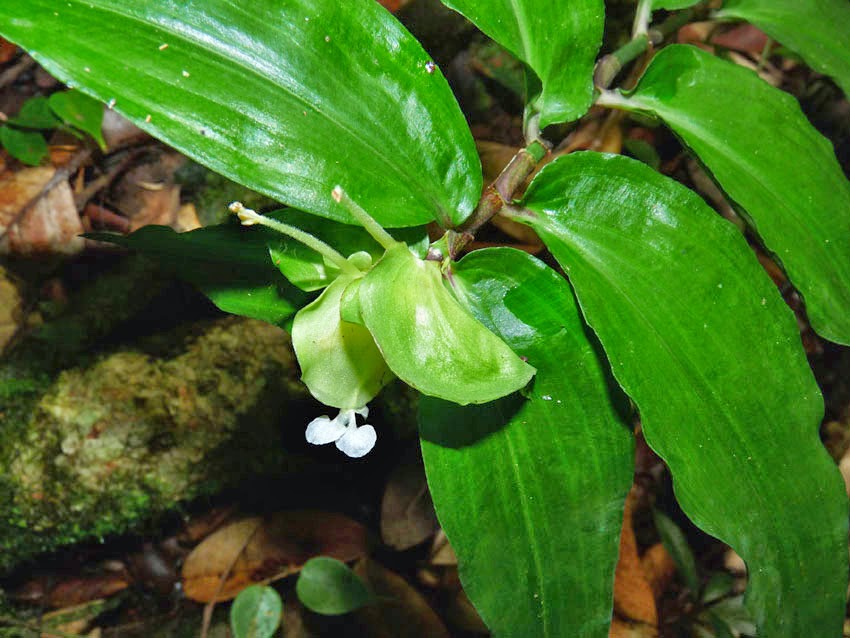 Flora de Puerto Rico Ilustrada Papo Vives: COMMELINACEAE COMMELINA RUFIPES
