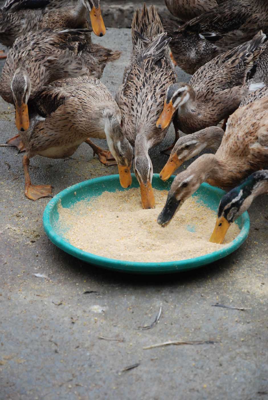 CARA MENGHITUNG FORMULA PAKAN | Peternak Bebek Unggul