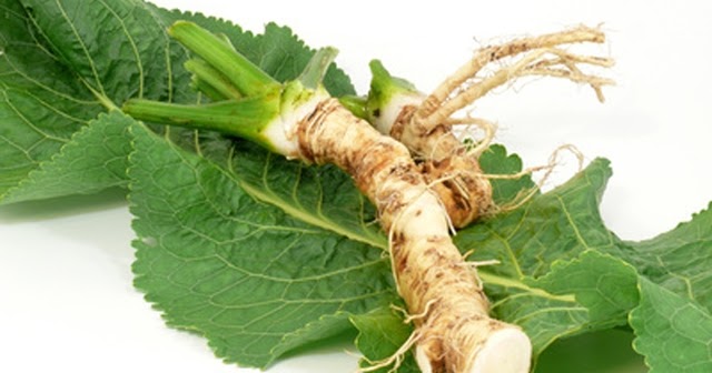 Zdrowie z roślin: Chrzan pospolity - naturalny antybiotyk