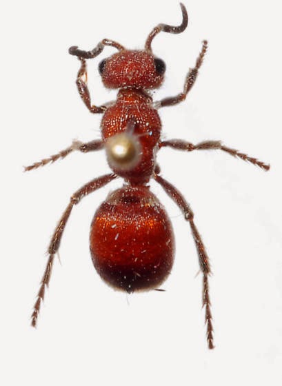 honey bee and wasp: Mutillid Wasp