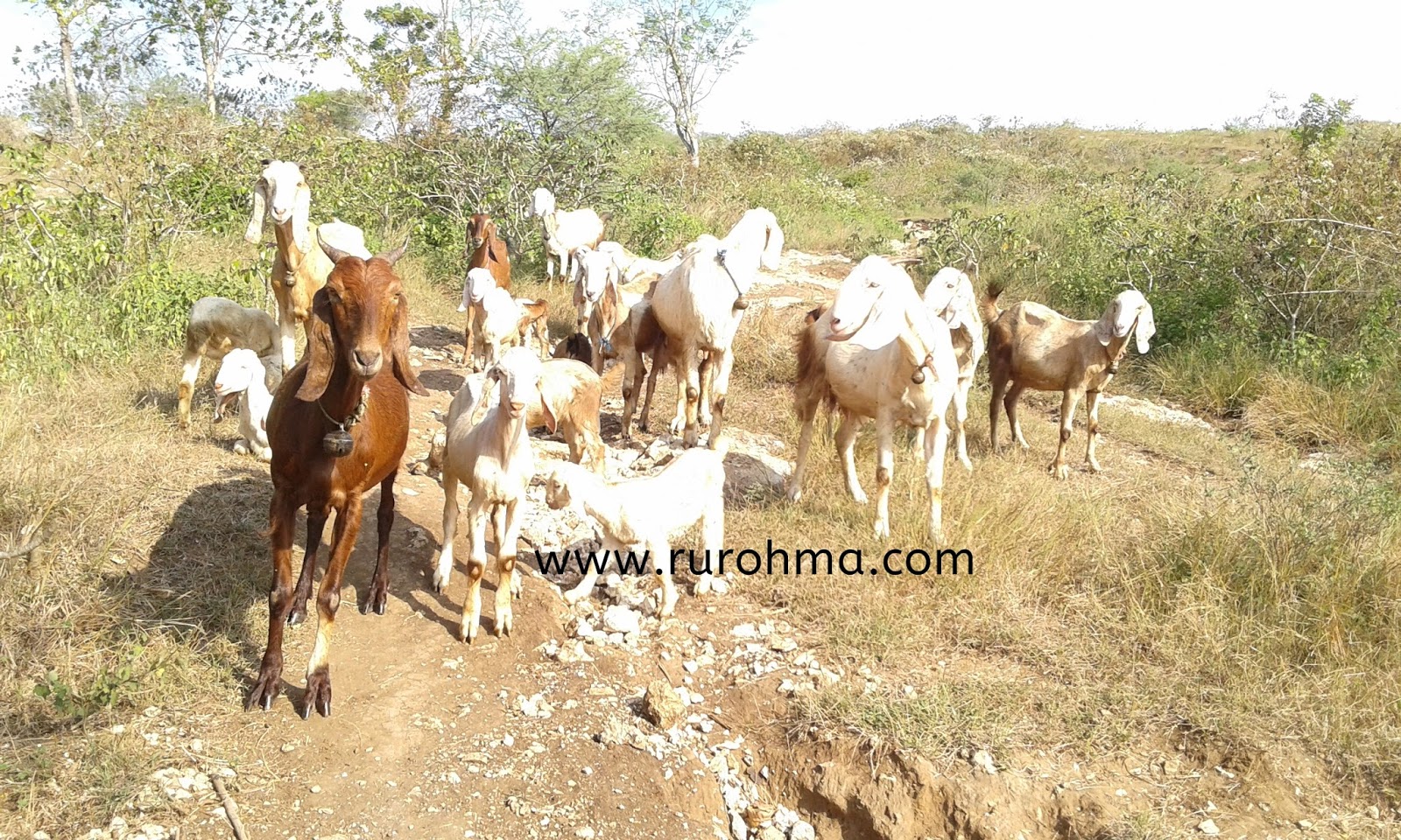 Menapaki Pusaka Puger di Gunung Sadeng - Fastabiqul Khoirots