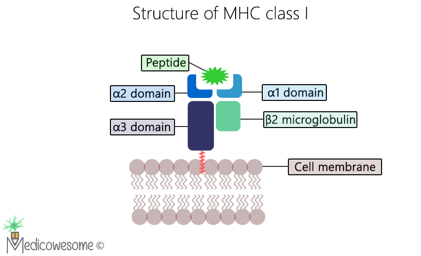 Immense Immunology Insight: Chapter 4: Major histocompatibility complex ...