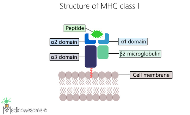 Immense Immunology Insight: Chapter 4: Major histocompatibility complex ...
