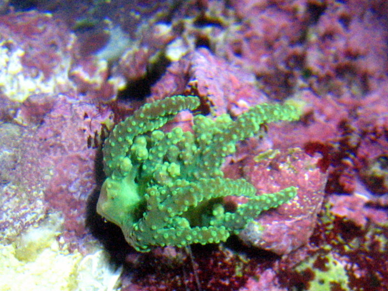 Marine Farmers: Neon Green Nepthea