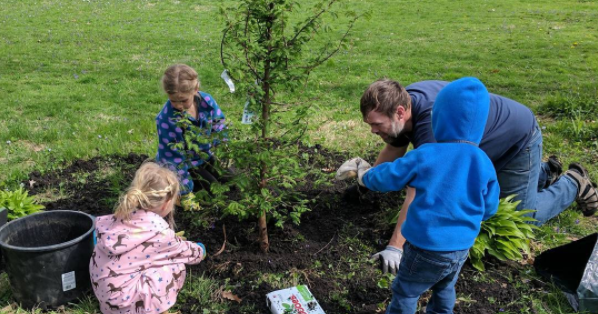 Planting Our Dawn Redwood Tree