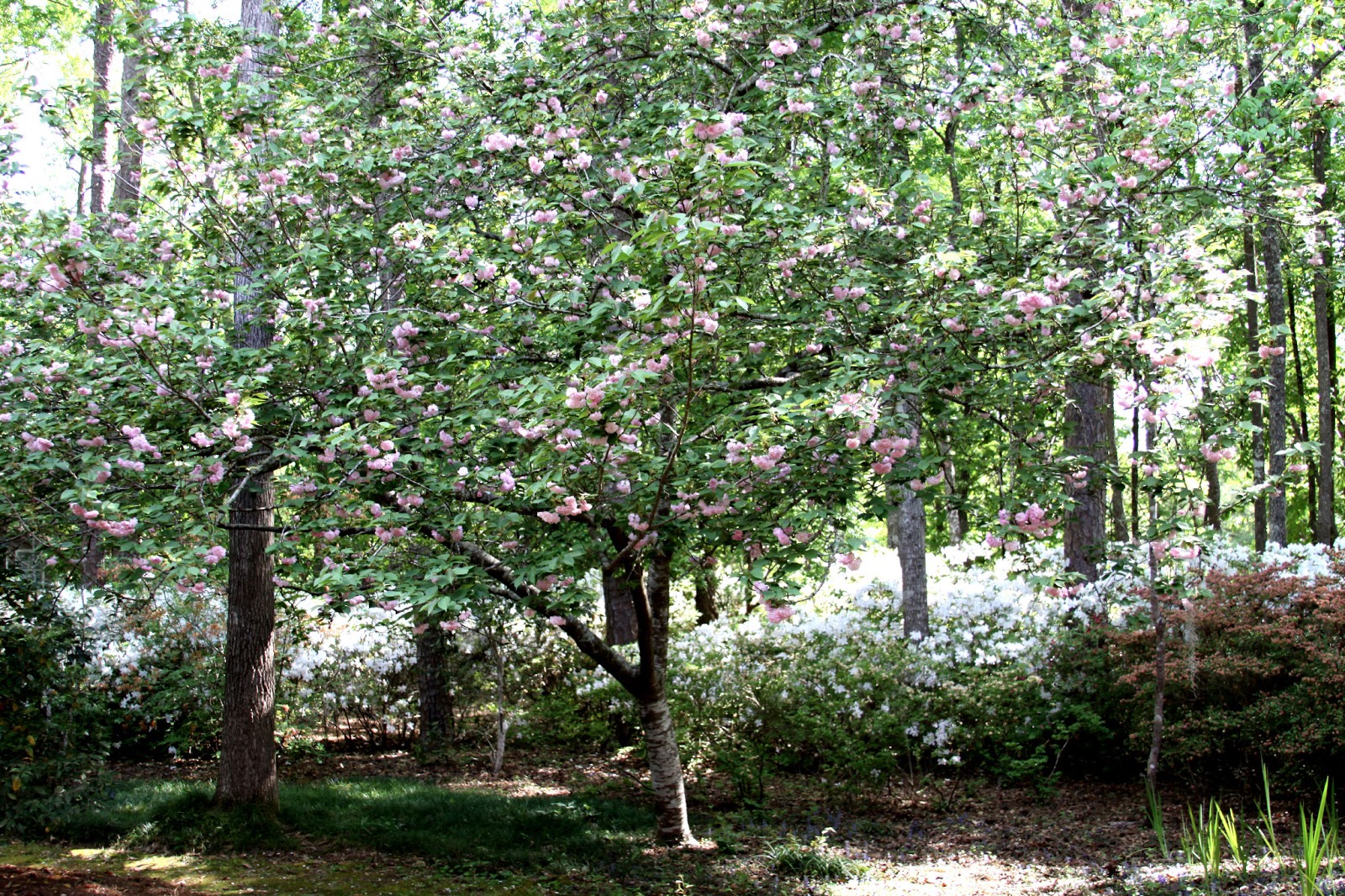 Sweet Southern Days: A Southern Garden