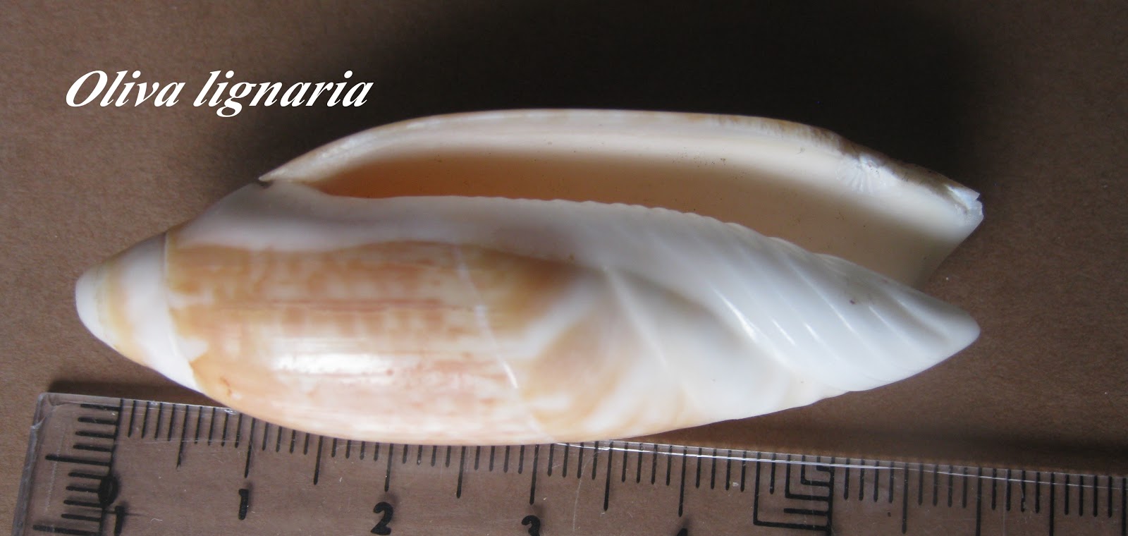 CUNCHAS DE ESTEIRO: 2012