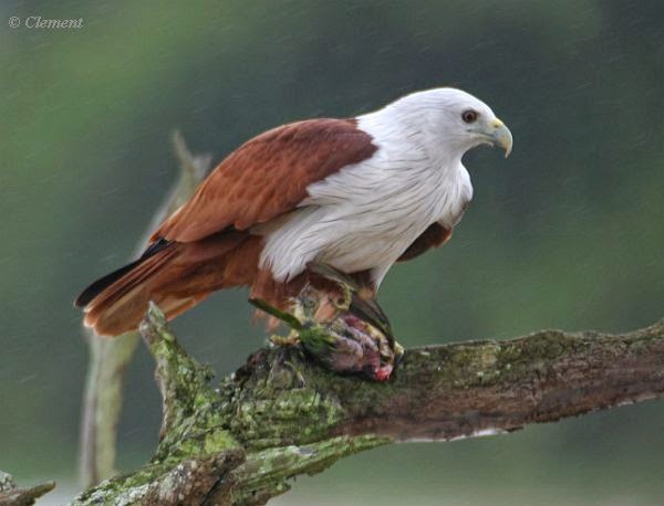 Bird of Prey: Brahminy Kite (elang bondol)