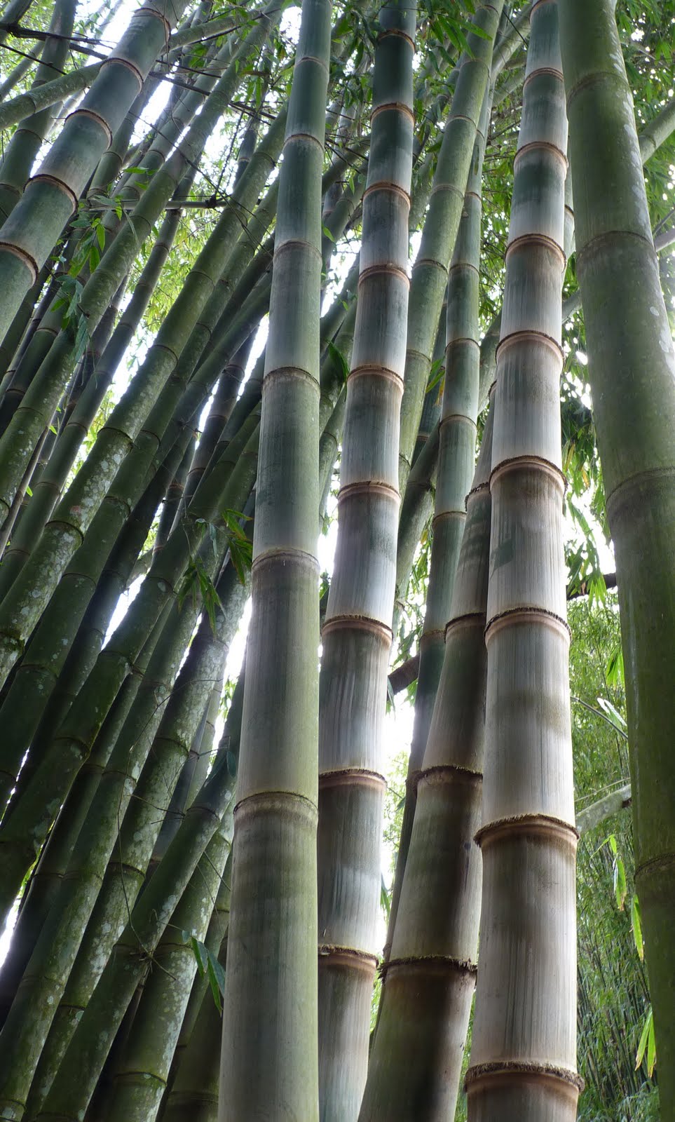 bambu van ray: natureza, botanica, bambu, macro, macrofotografia ...