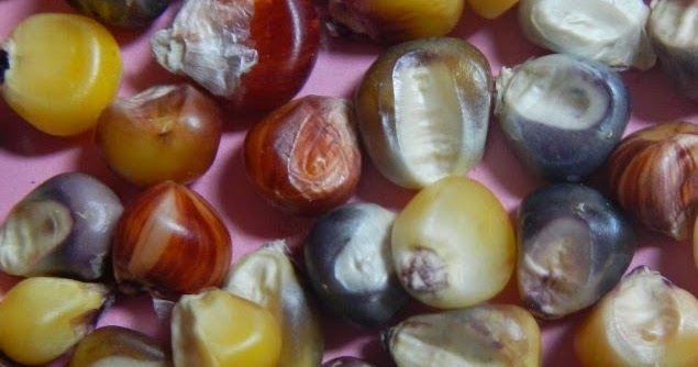 Nature Abhors a Garden: Pueblo Corn