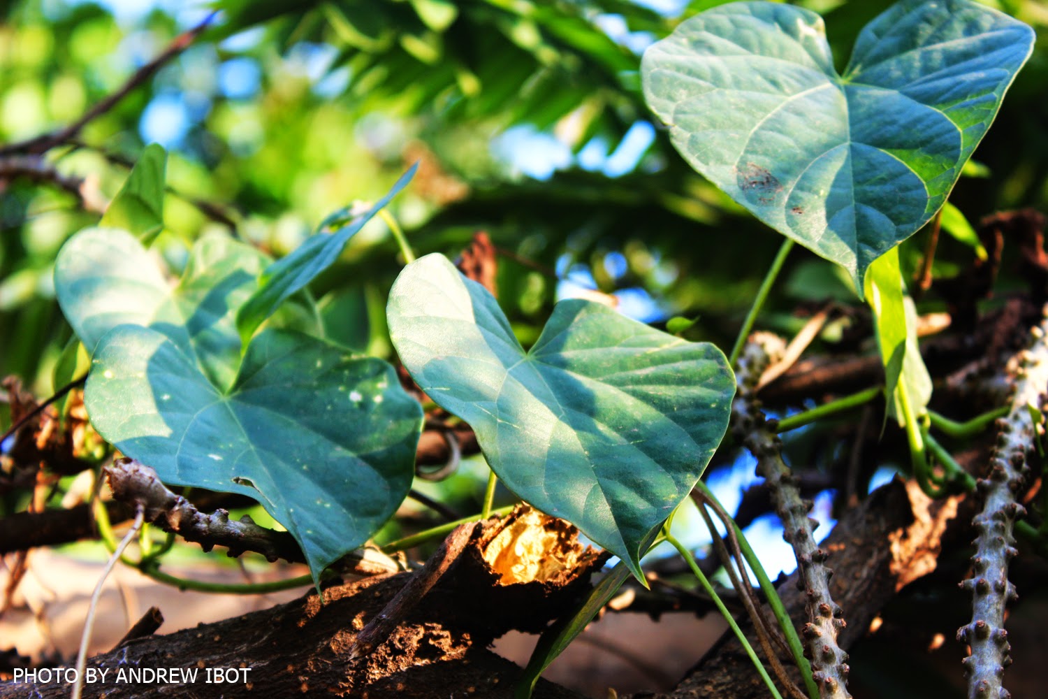Ako si ANDREW IBOT!: Makabuhay (Tinospora rumphii Boerl)