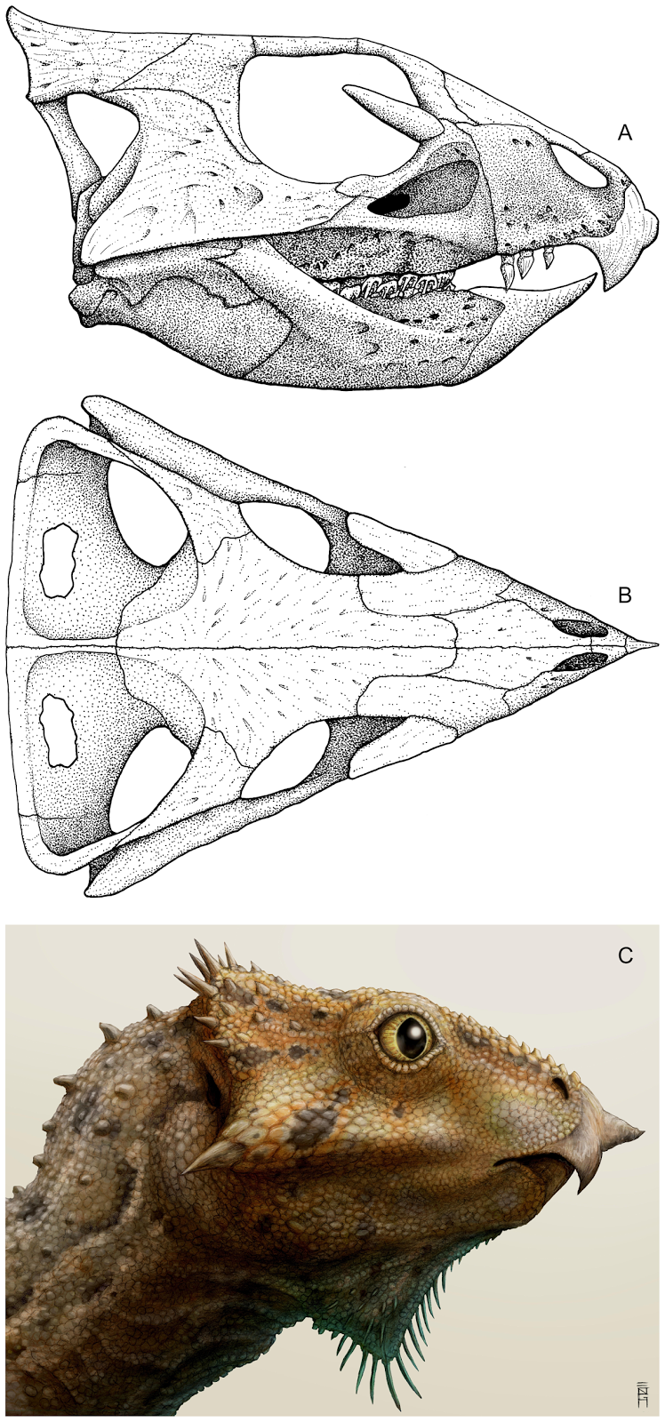 The Dragon's Tales: Aquilops americanus: a new Neoceratopsian From ...