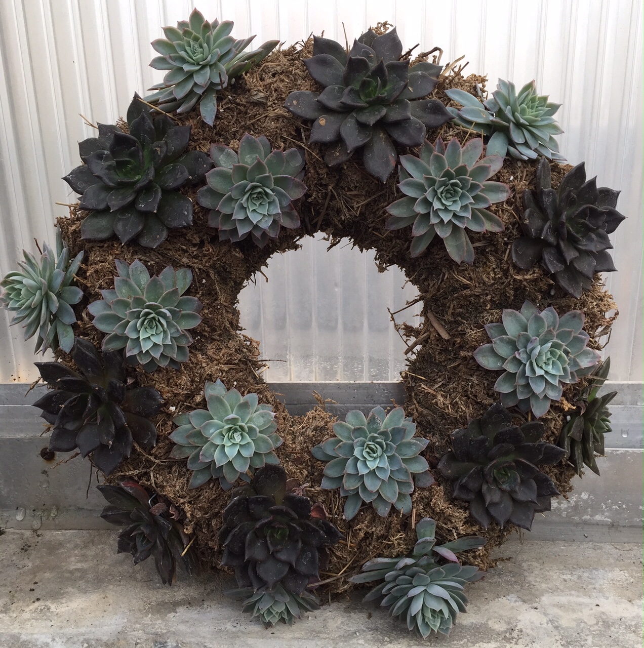 Horticultist: An Obsessive Gardener: Succulent Living Wreath-making Class!