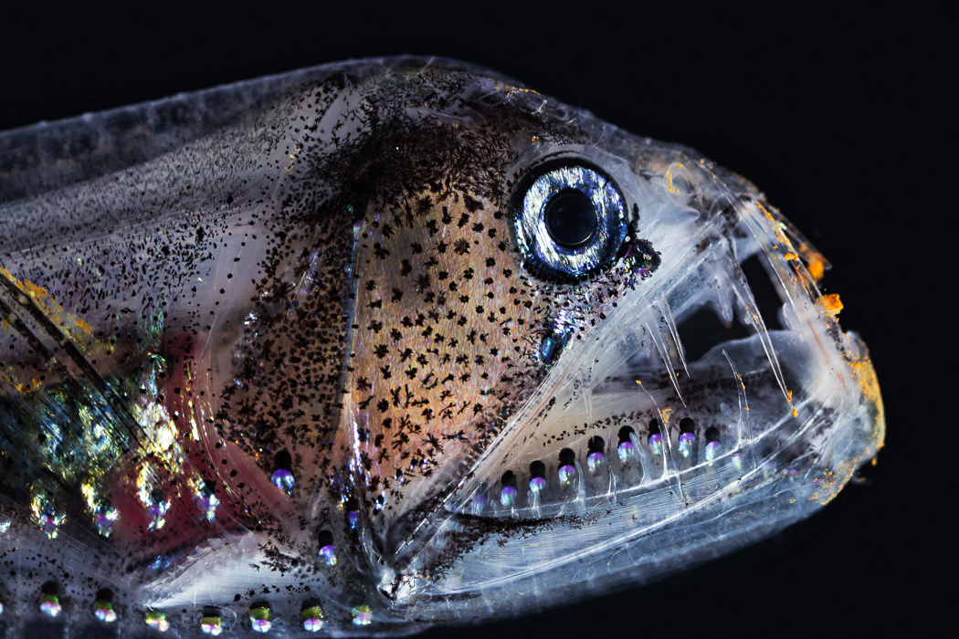 IKAN VIPERFISH ~ Everything About Fish