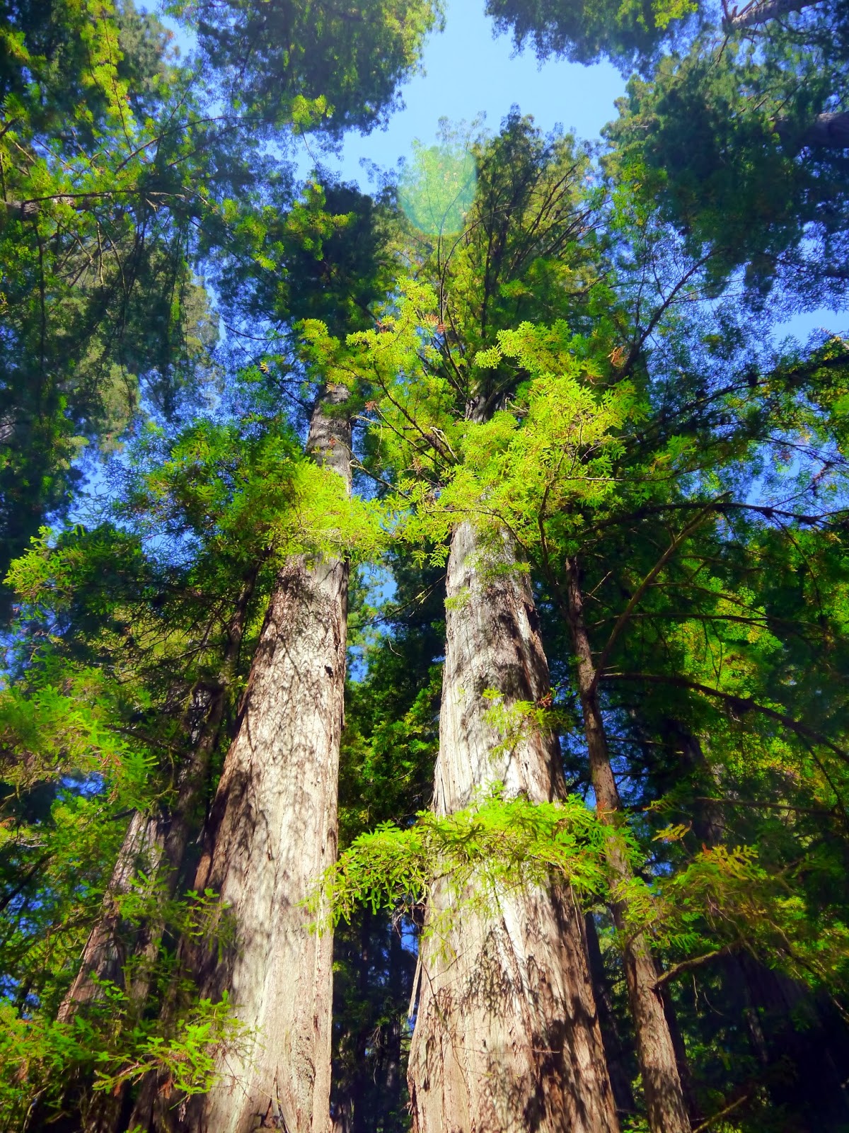 American Travel Journal: Stout Memorial Grove - Redwood National and ...