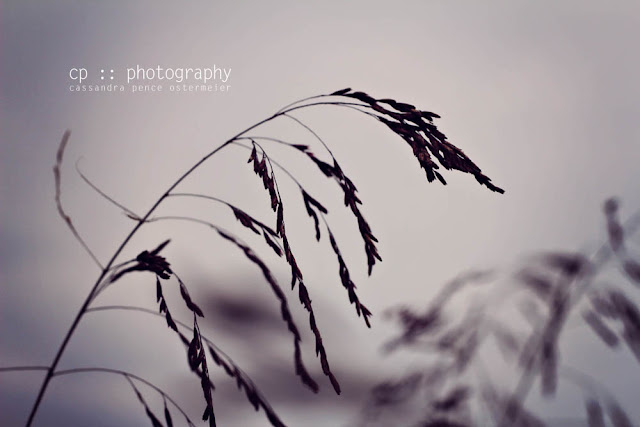 sassafras: dreary day :: nature photography